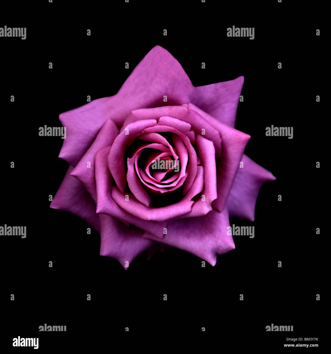 Purple rose hi-res stock photography and images - Alamy