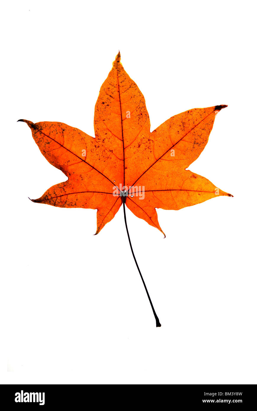 Japanese maple leaf Stock Photo - Alamy