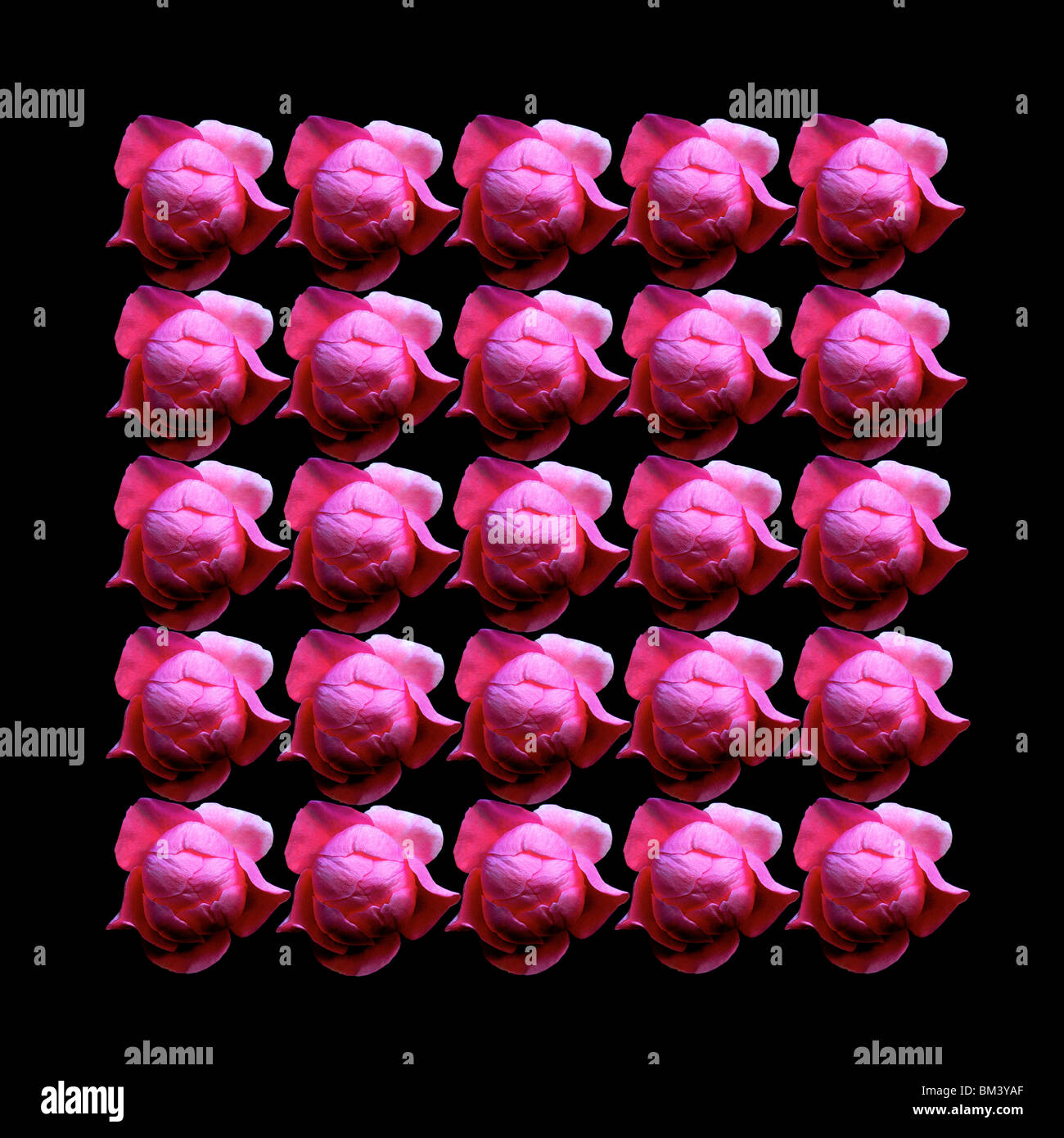 Pink roses in a row Stock Photo - Alamy