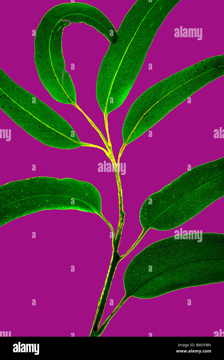 Medium leaves hi-res stock photography and images - Alamy
