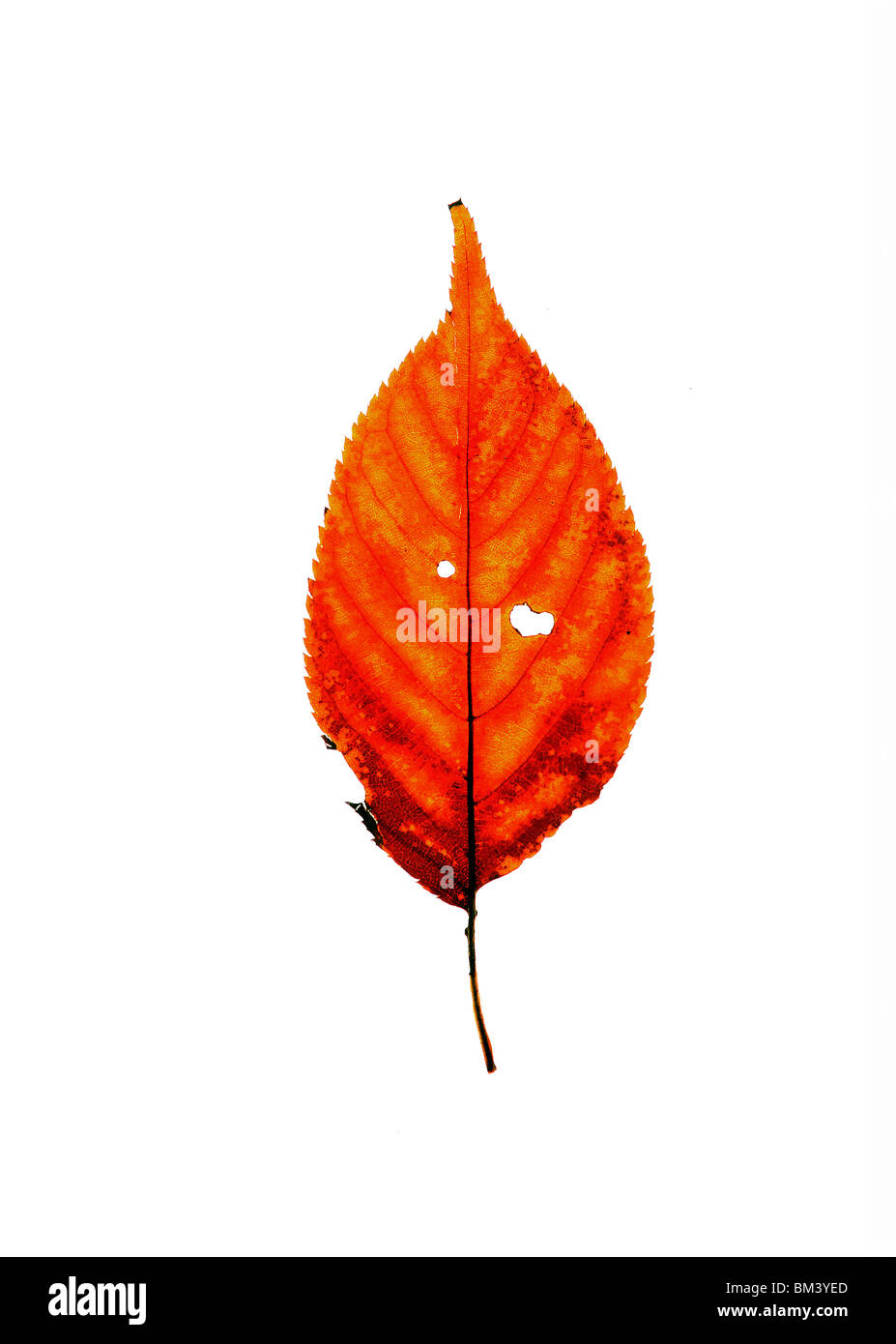 Leaf cutouts hi-res stock photography and images - Alamy