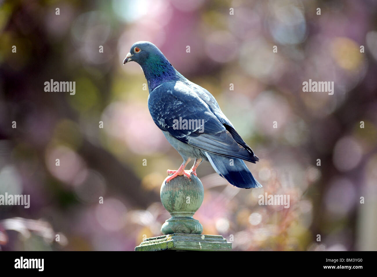 Rock Dove otherwise known as Feral Pigeon Columba Livia in a British ...