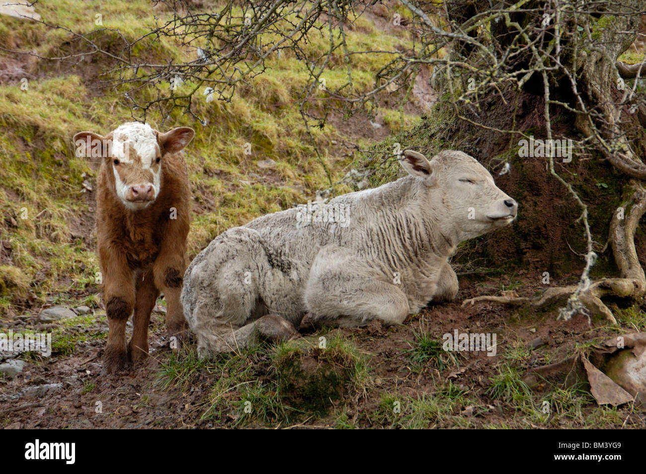 Two Calves, one Sleeping near Hay on Wye Stock Photo - Alamy