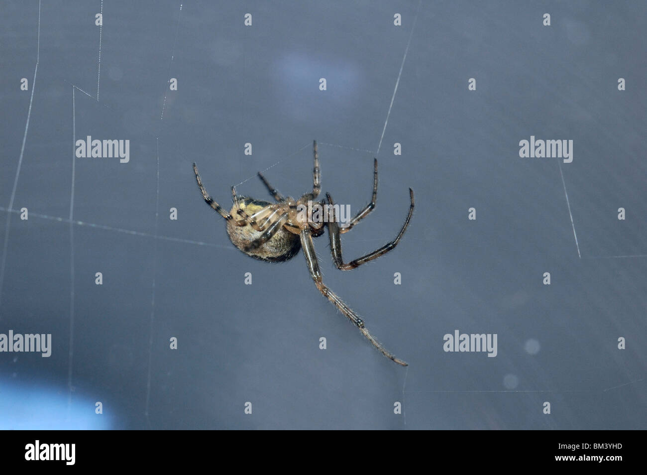 Spider building web on window Stock Photo - Alamy