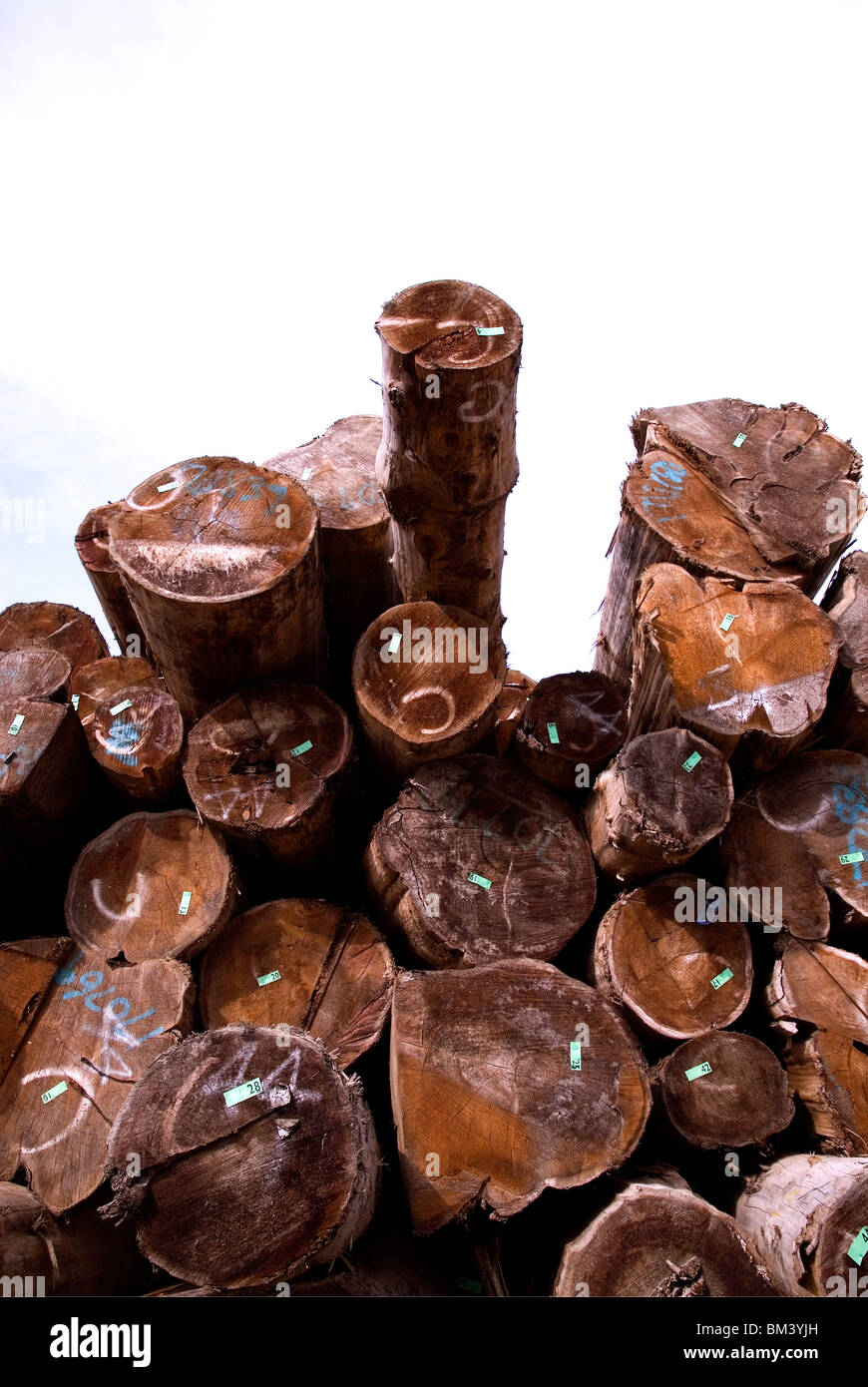 Imported Wood Collection Site Stock Photo - Alamy