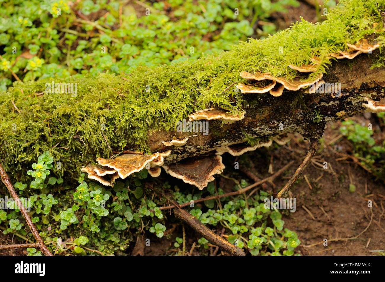 Trametes fungus hi-res stock photography and images - Alamy