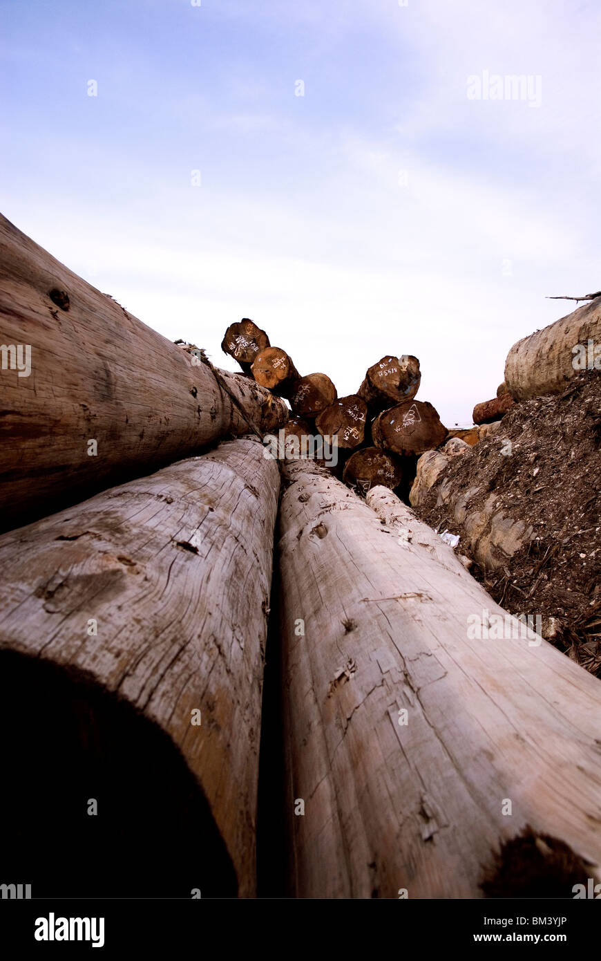 Wood collection hi-res stock photography and images - Alamy