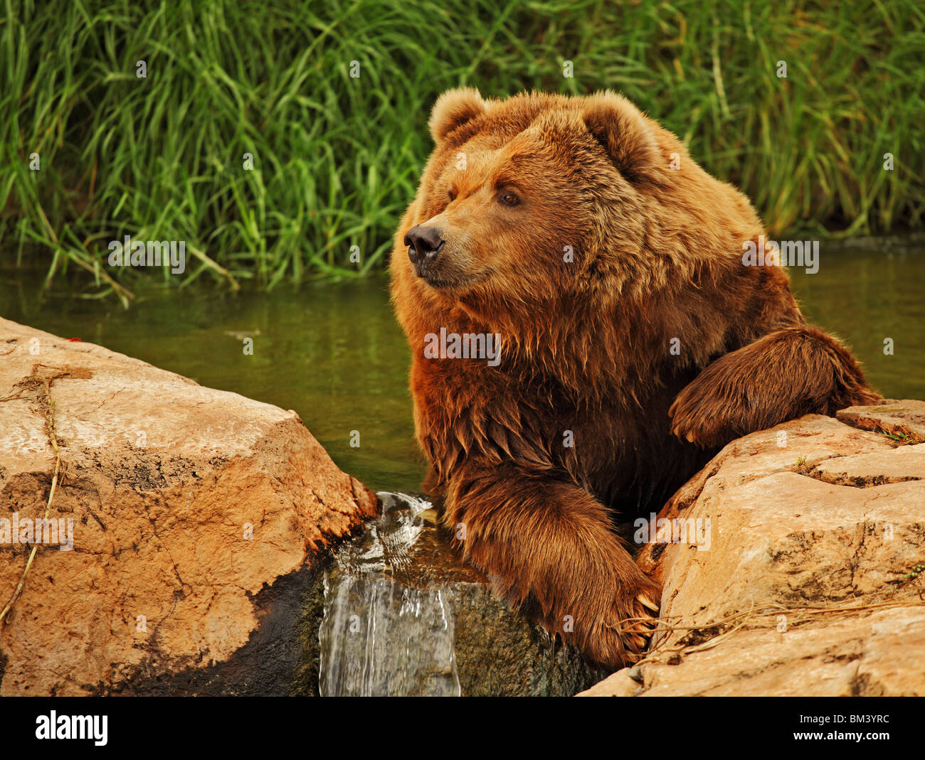 Bear at water hi-res stock photography and images - Alamy