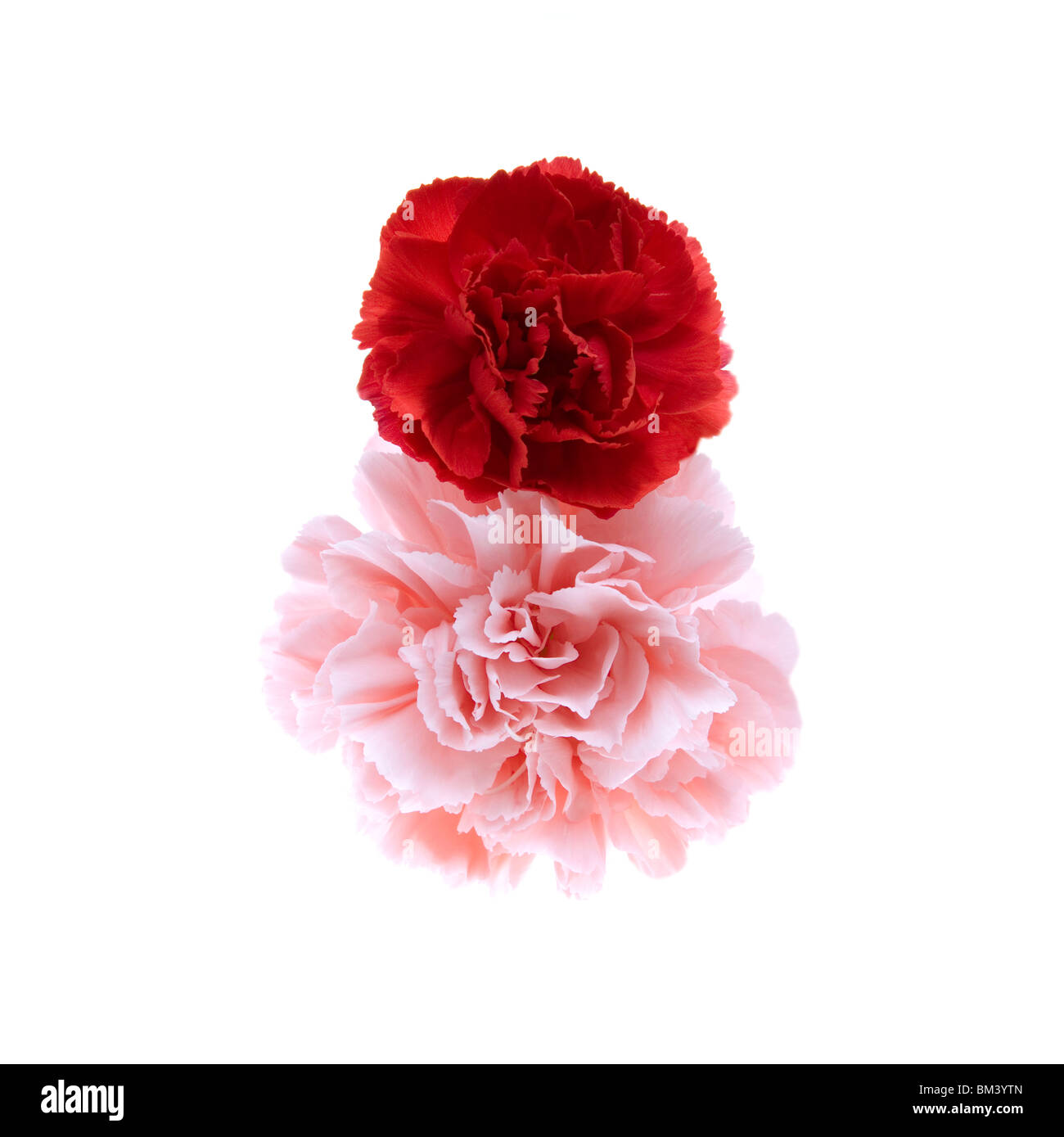 Pink carnation head Cut Out Stock Images & Pictures - Alamy