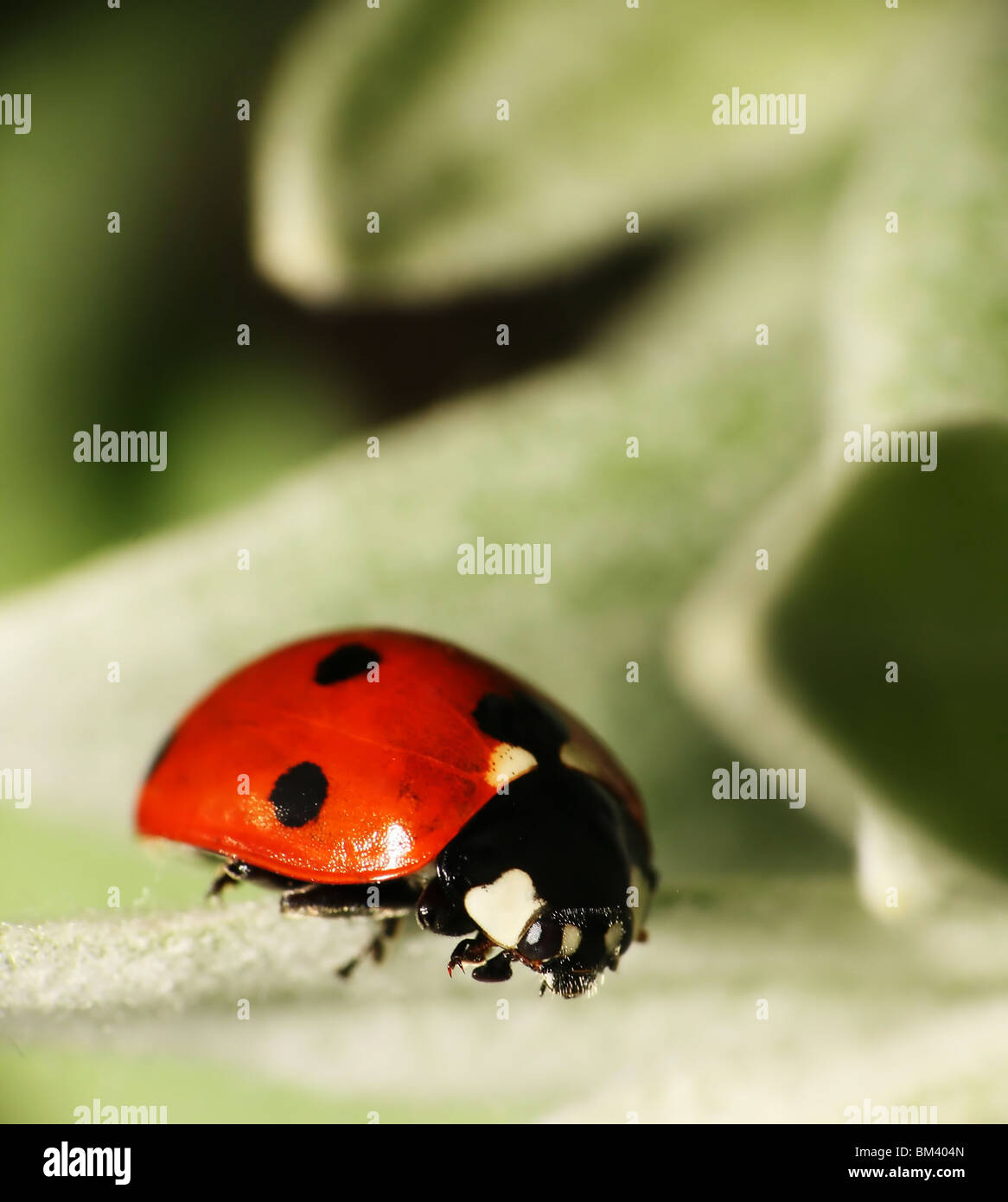Ladybug on a leaf Stock Photo - Alamy