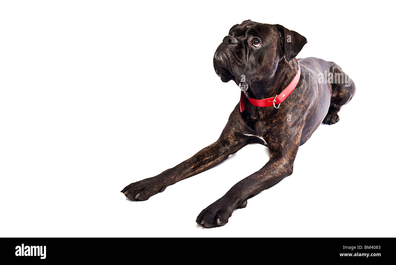 Very hungry boxer dog with spit baloon Stock Photo - Alamy