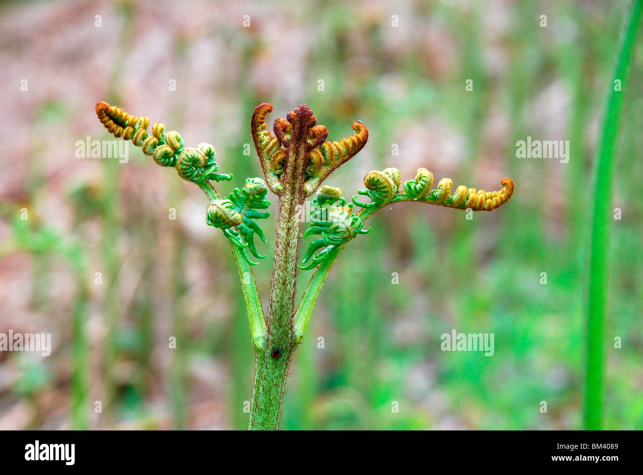 Rare burgeon hi-res stock photography and images - Alamy