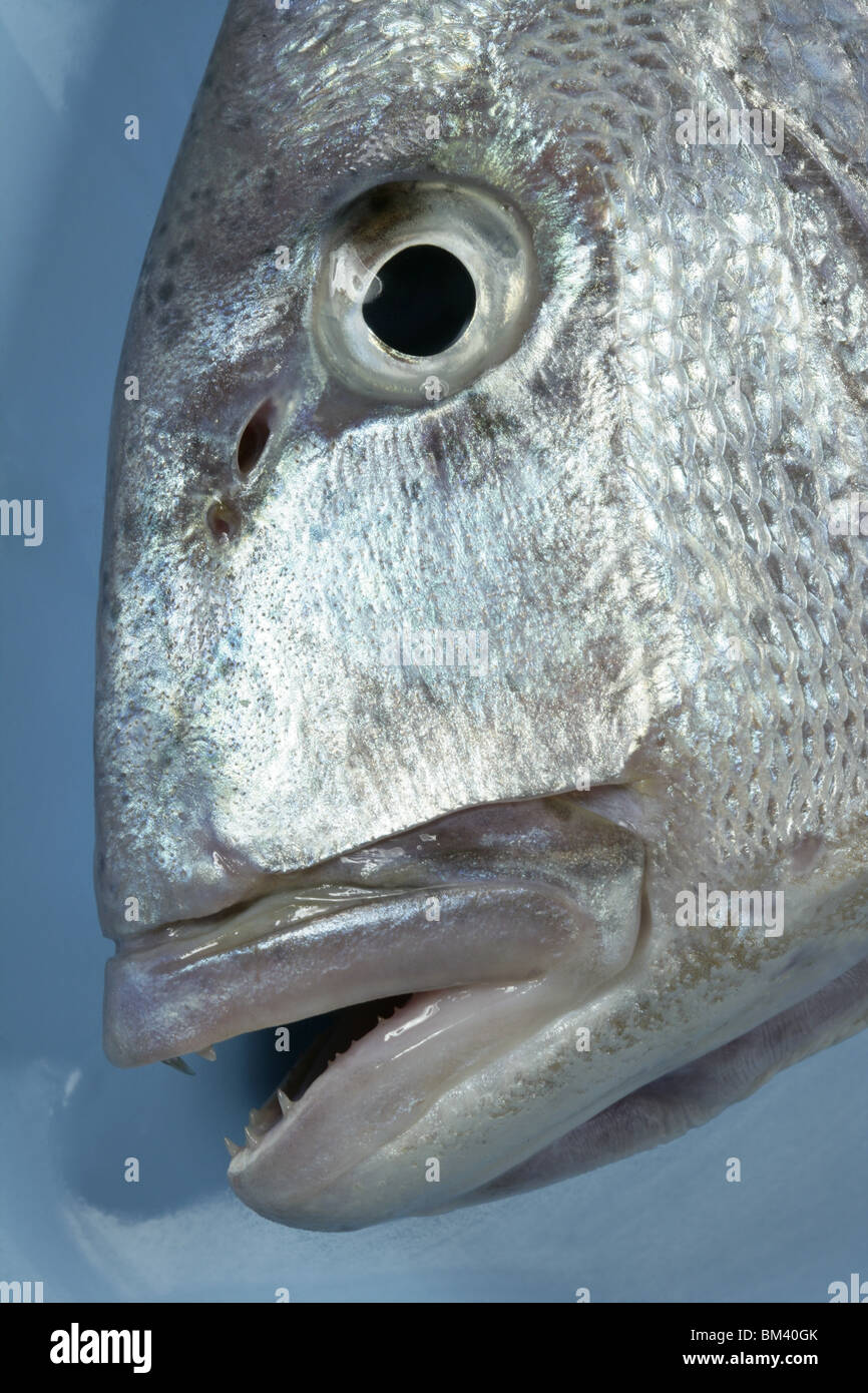 Denton, Mediterranean sparus fish, family of gilthead and snapper Stock ...