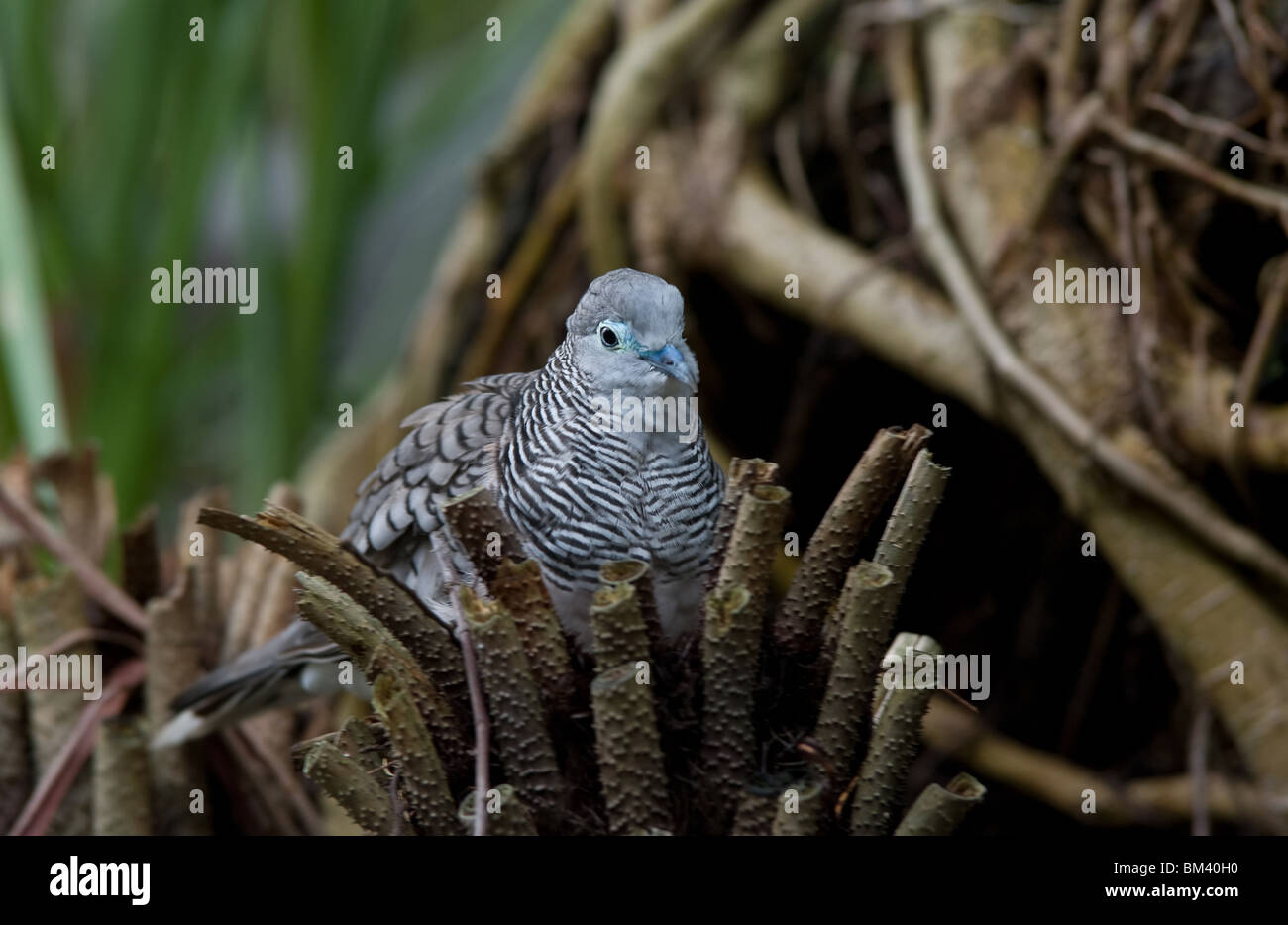 Peaceful dove hi-res stock photography and images - Alamy