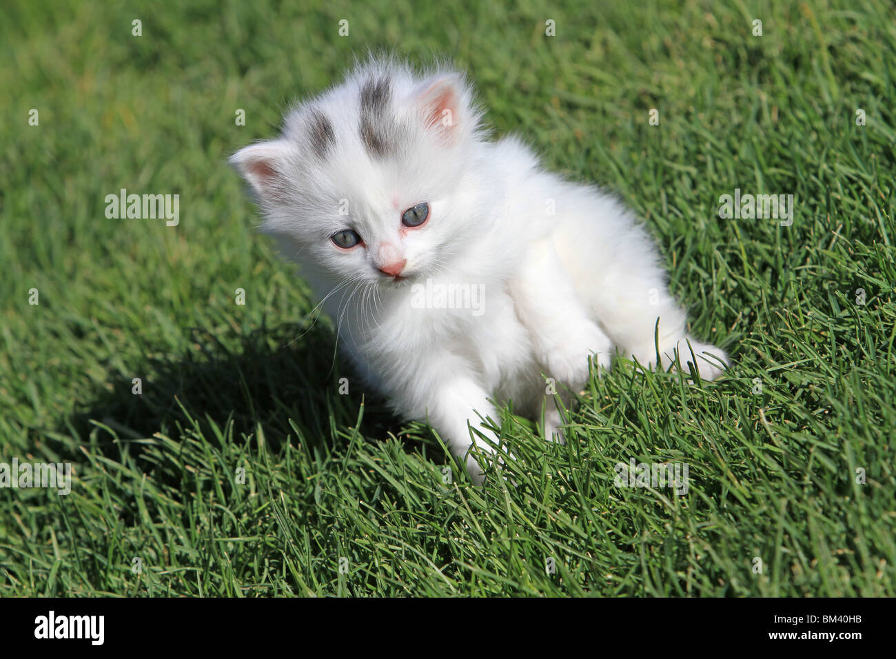 Baby kitten walking on green grass. Cute and cuddly with bright eyes ...