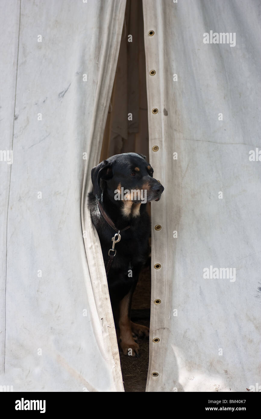 friendly rottweiler watching over his home Stock Photo - Alamy