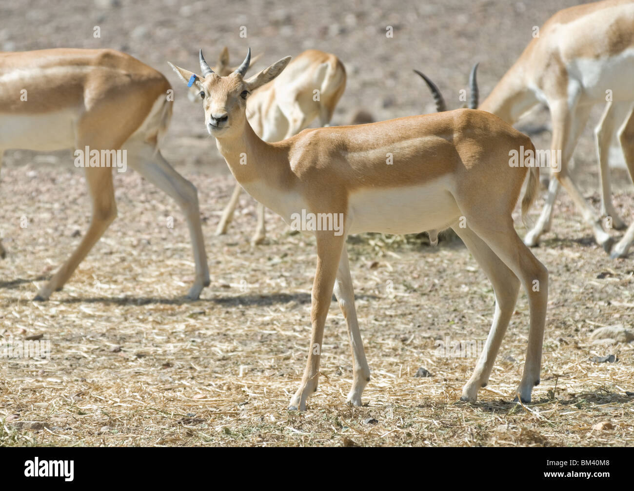 Axis deer hi-res stock photography and images - Alamy