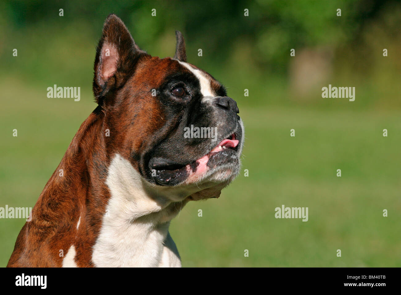 Deutscher boxer male hi-res stock photography and images - Alamy