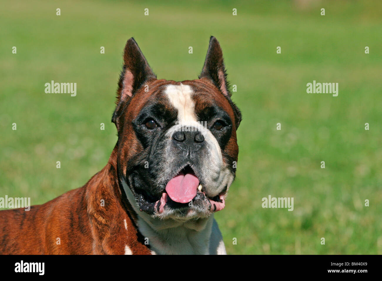 Deutscher boxer male hi-res stock photography and images - Alamy