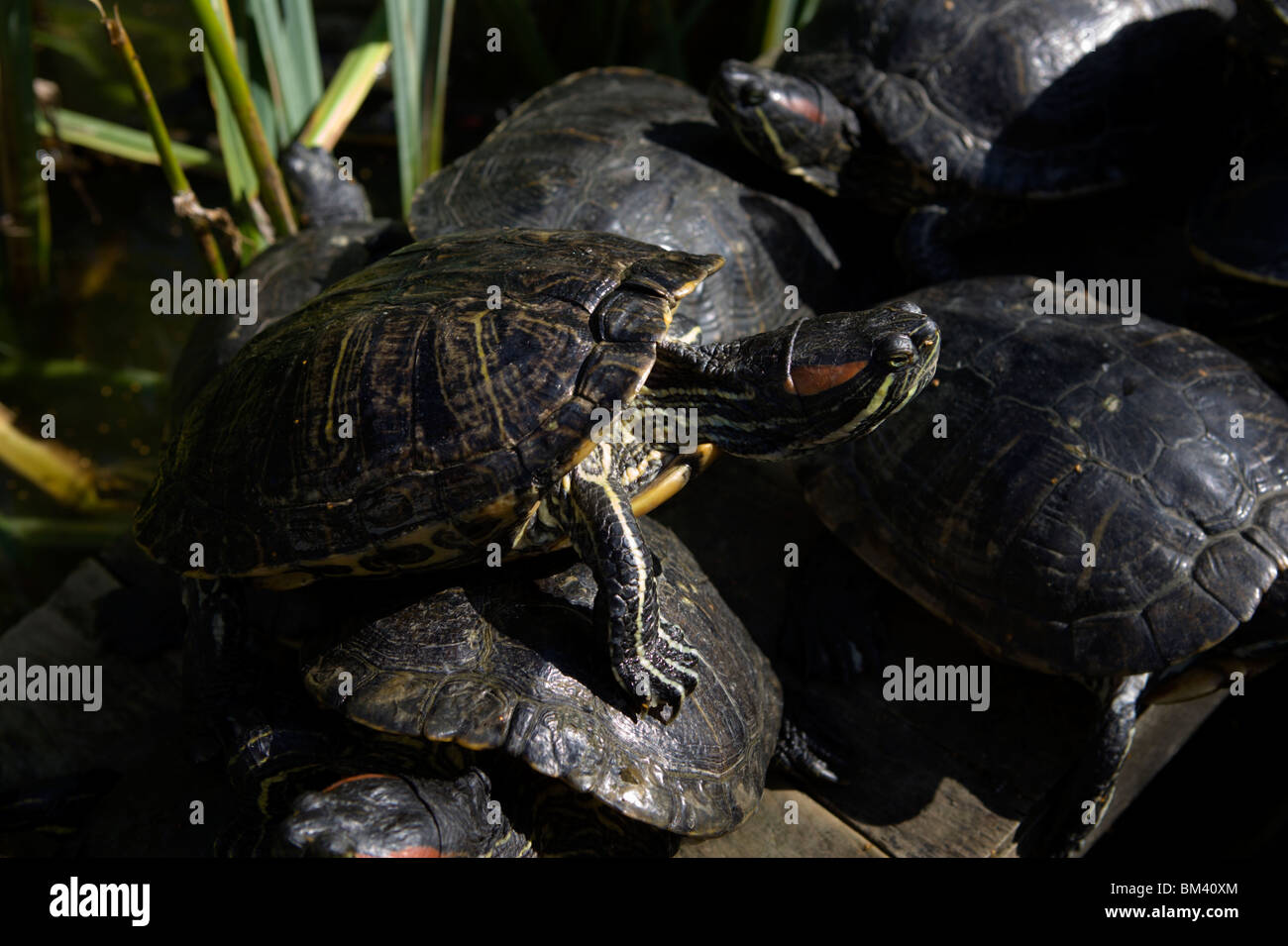 red eared terrapin Stock Photo - Alamy