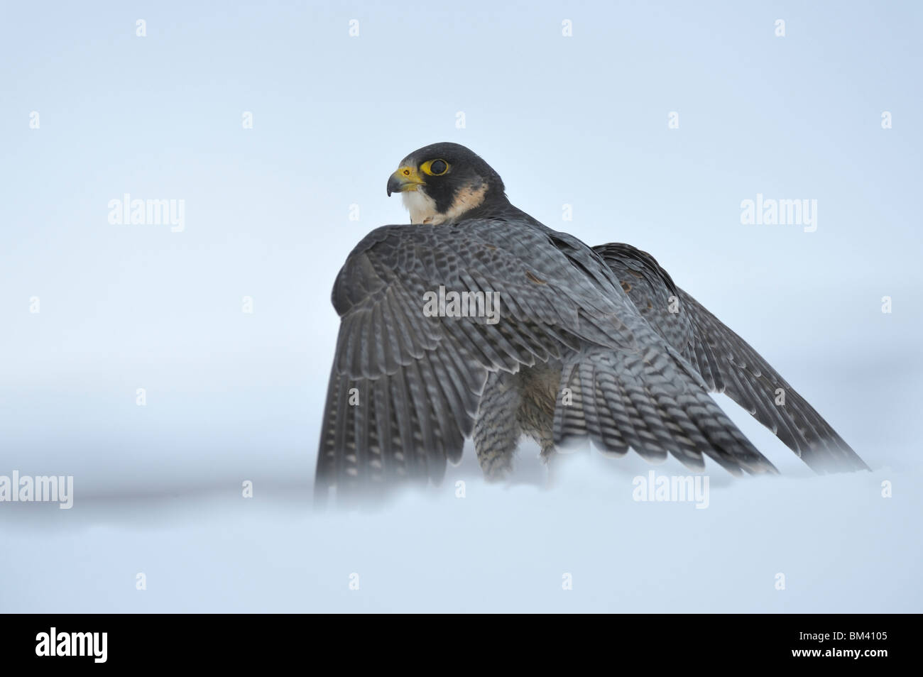 Peregrine Falcon (Falco peregrinus) perched with open wings in snow ...
