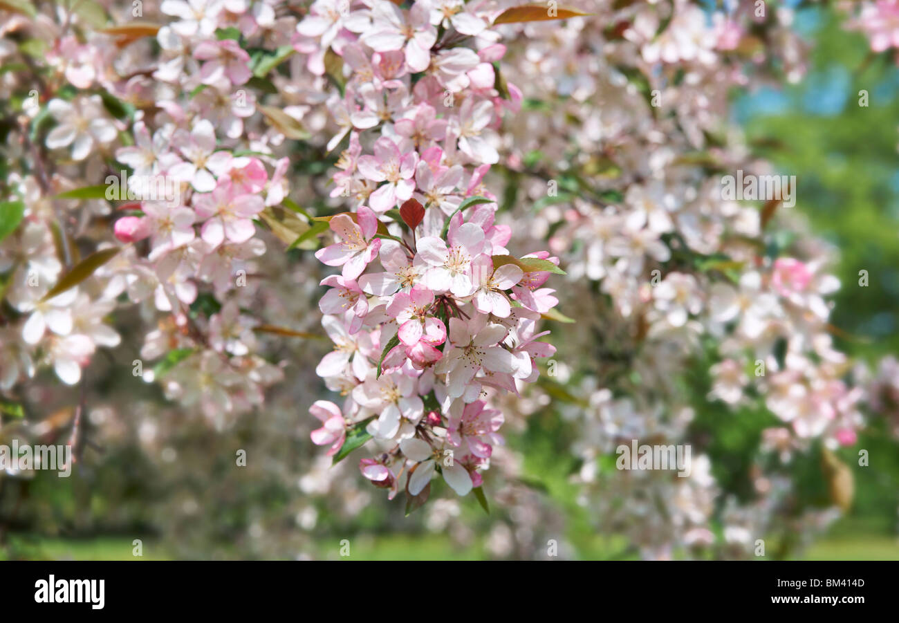 Flowering fruit tree, spring time Stock Photo - Alamy