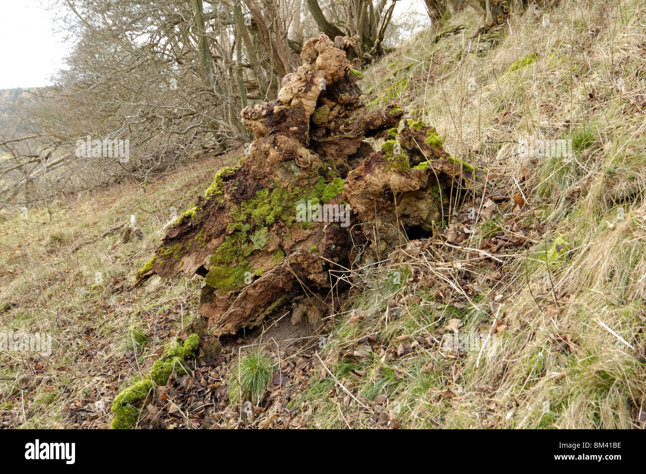 Rotting stump near Hay on Wye Stock Photo - Alamy