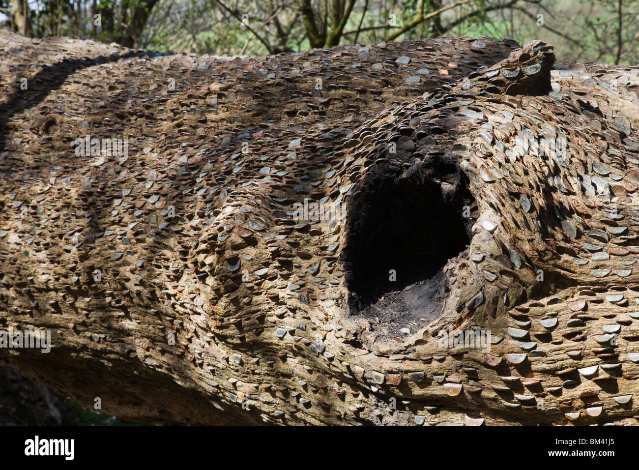 A money tree, covered in coins hammered into the tree bark Stock Photo ...
