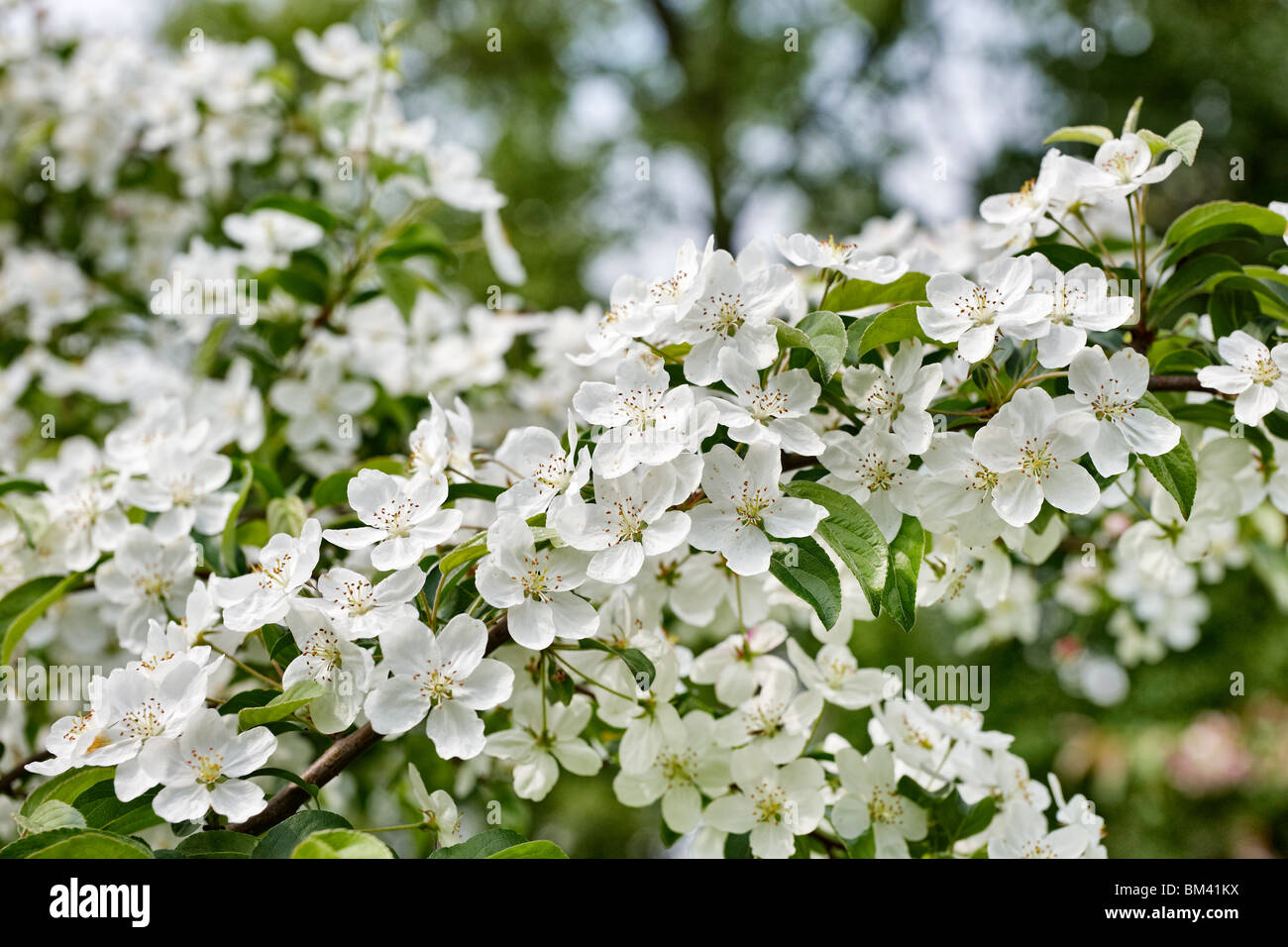 Flowering fruit tree, spring time Stock Photo - Alamy