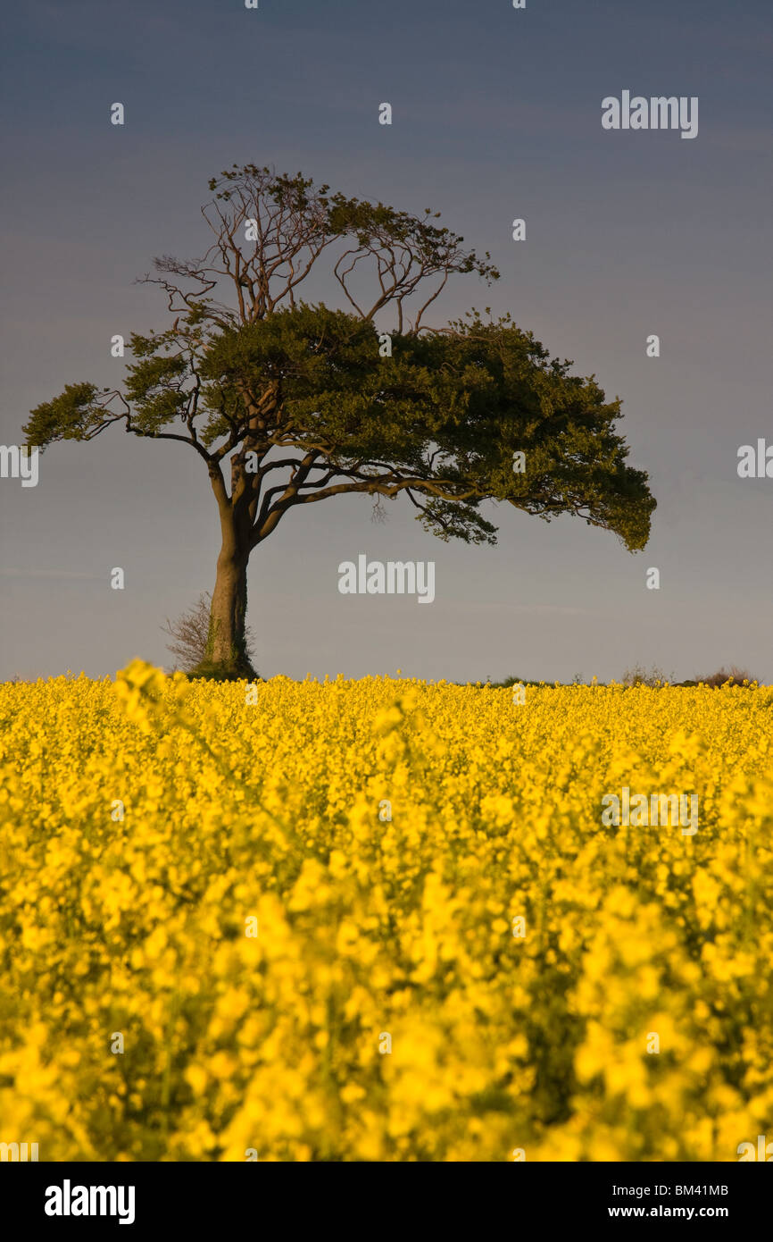 Golden field of rapeseed with a tree in the background Stock Photo - Alamy