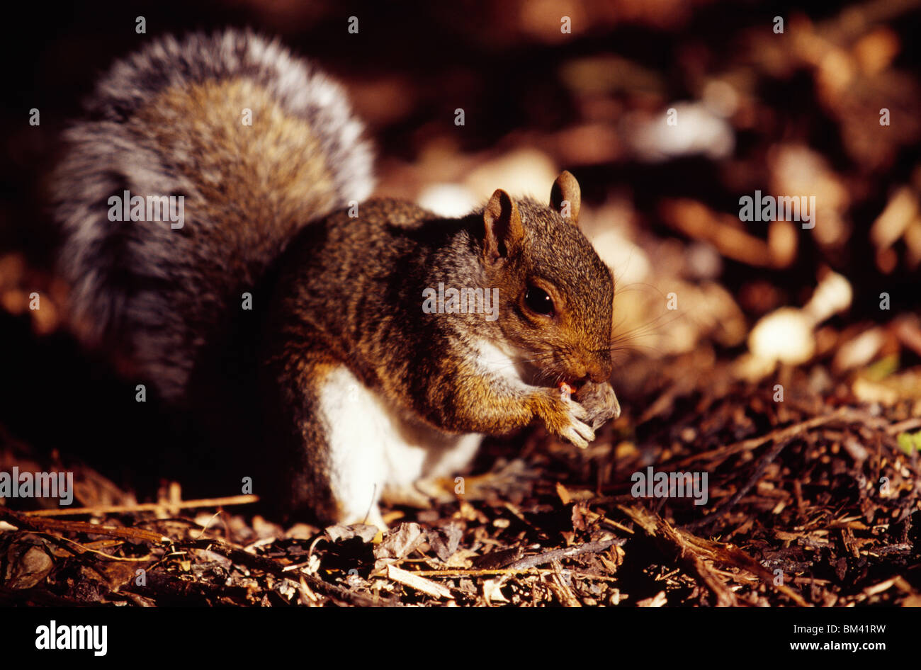 Grey Squirrel feeding on ground Stock Photo - Alamy