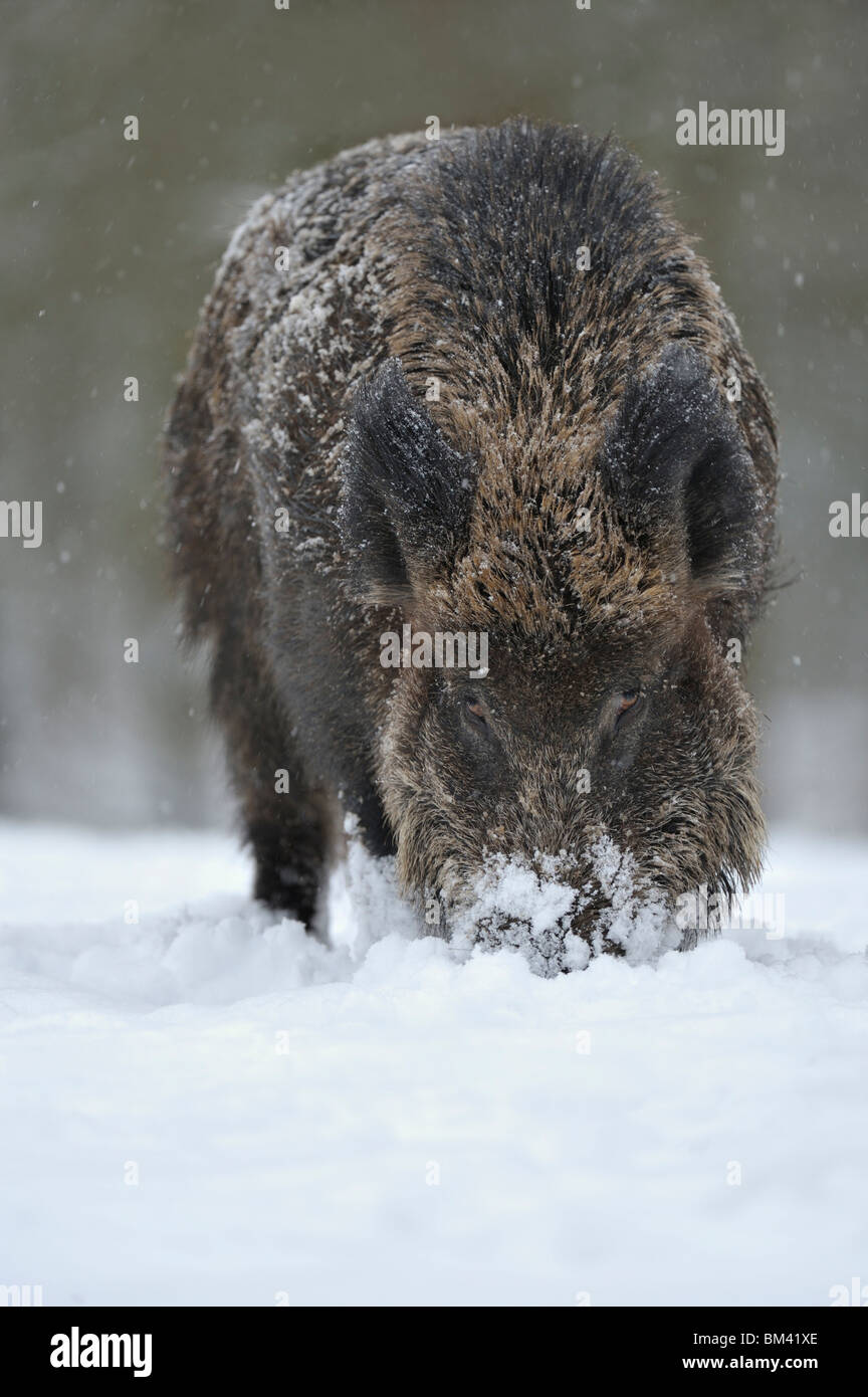 Wild Boar (Sus scrofa). Adult female digging in snow, Netherlands Stock ...