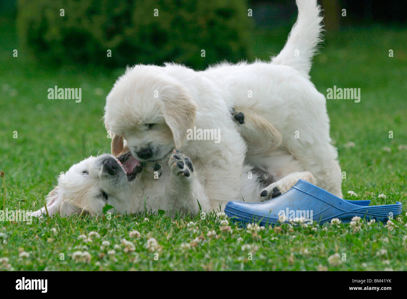 spielende Welpen / playing pups Stock Photo - Alamy