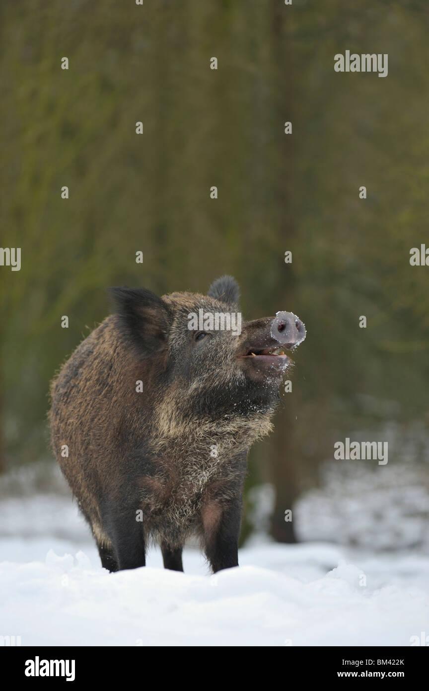 Sniffing the air hi-res stock photography and images - Alamy