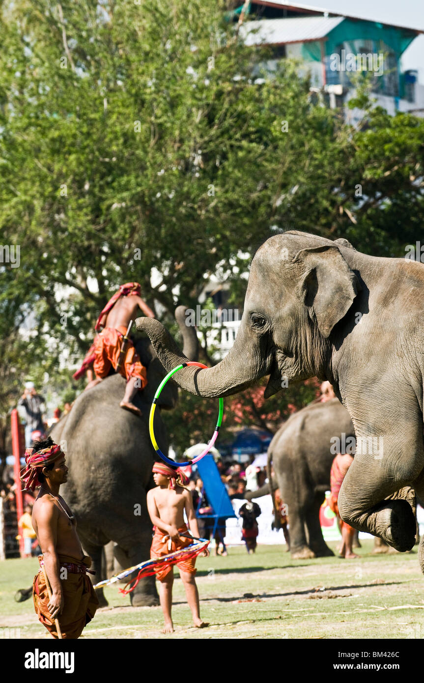 Elephants performance. Surin elephant roundup, Surin Stock Photo - Alamy