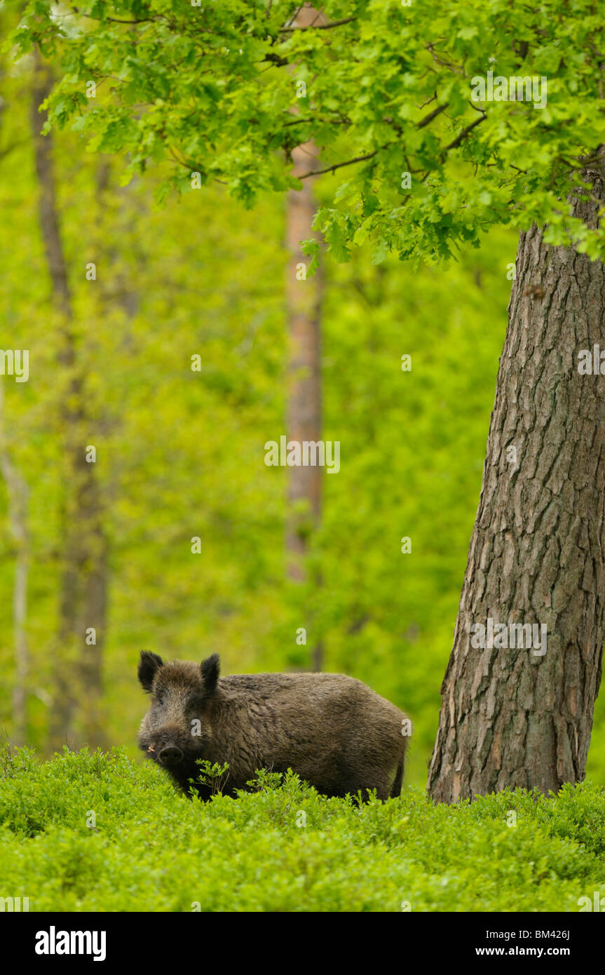Wild Boar (Sus scrofa). Young male standing amongst trees, Netherlands ...