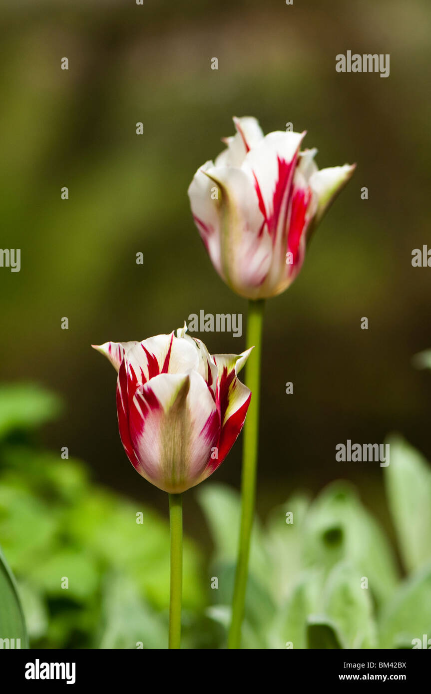 Tulipa Flaming Spring Green High Resolution Stock Photography and ...