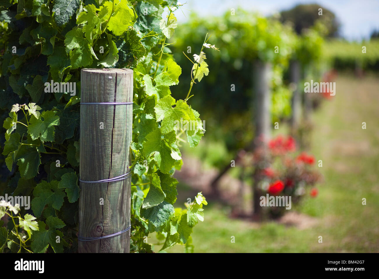 Kumeu region hi-res stock photography and images - Alamy