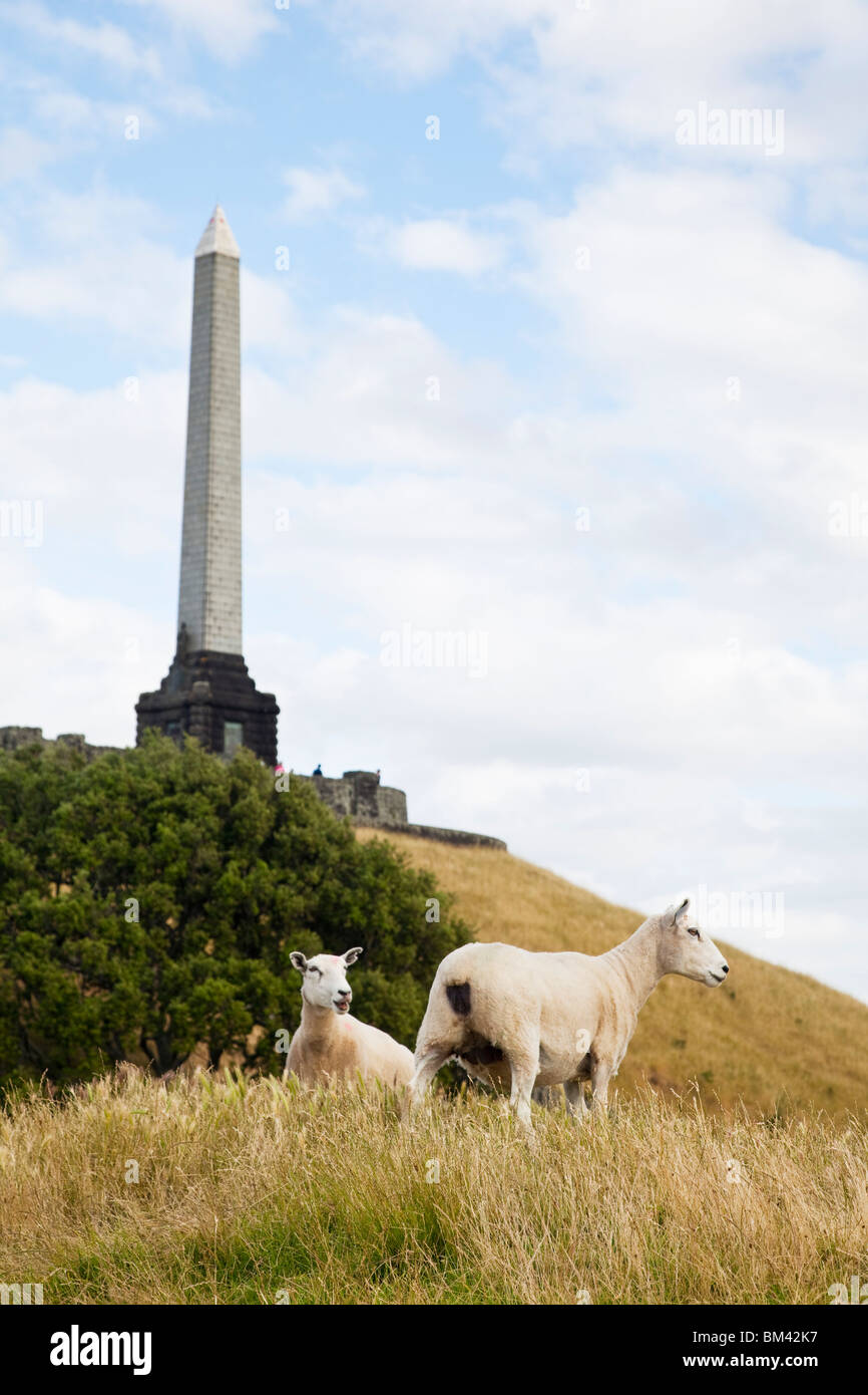 Sheep one tree hill domain hi-res stock photography and images - Alamy