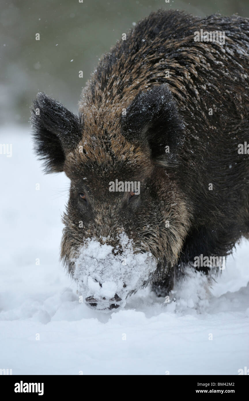 Wild Boar (Sus scrofa). Adult female digging in snow, Netherlands Stock ...