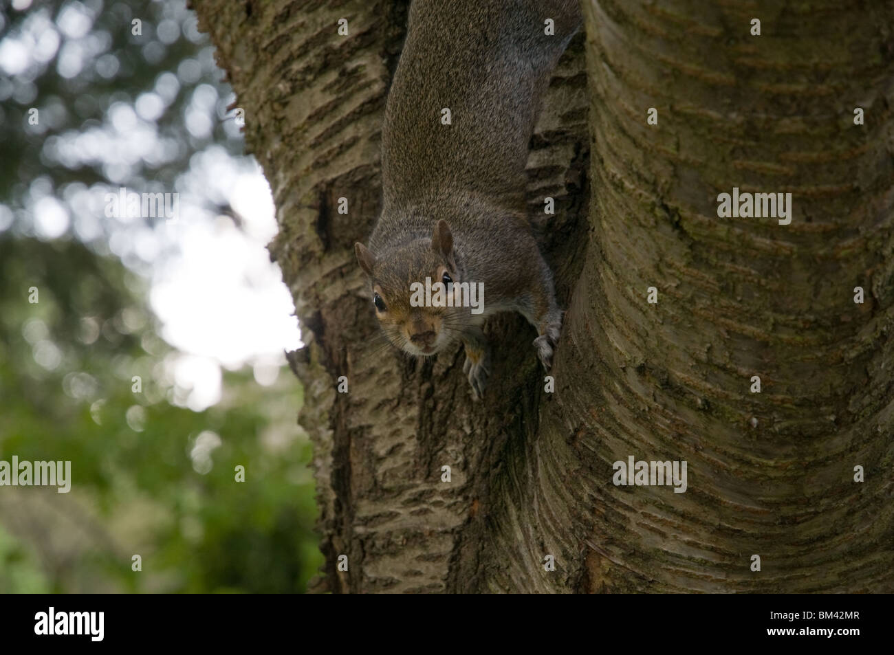 Grey Squirrel Tree Bark High Resolution Stock Photography and Images ...