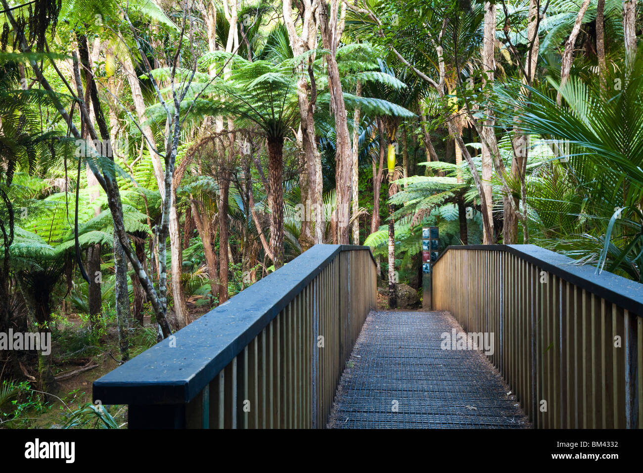 Bridge on the Kite Kite walking track. Piha, Waitakere Ranges Regional ...