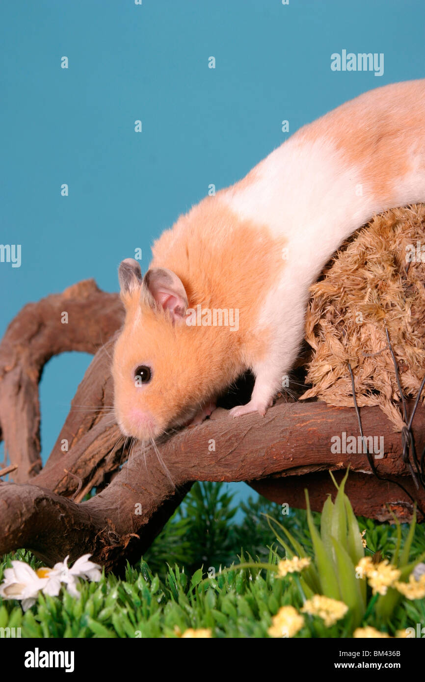 Goldhamster / Hamster Stock Photo - Alamy