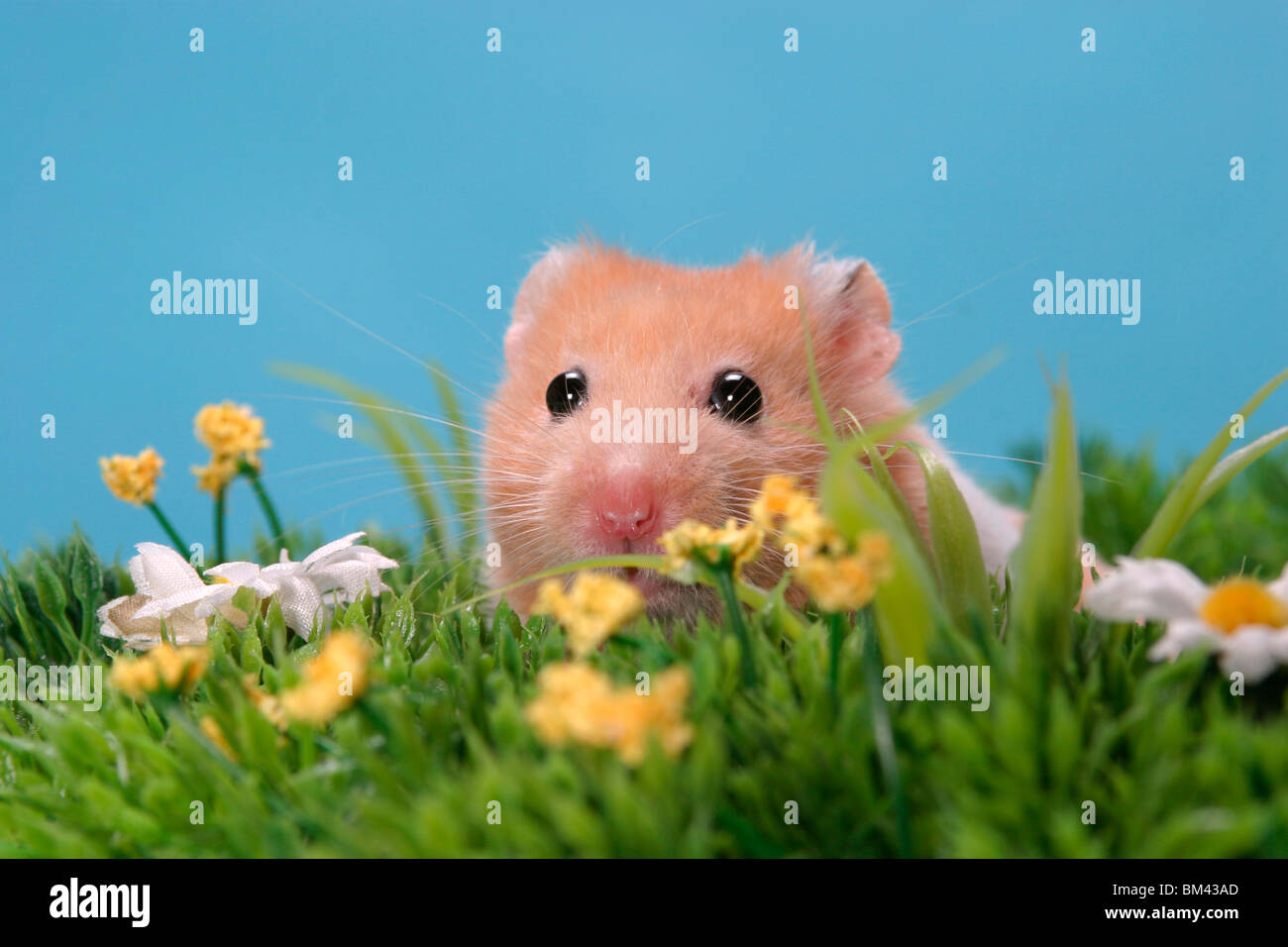 Mannchen hellblau hi-res stock photography and images - Alamy