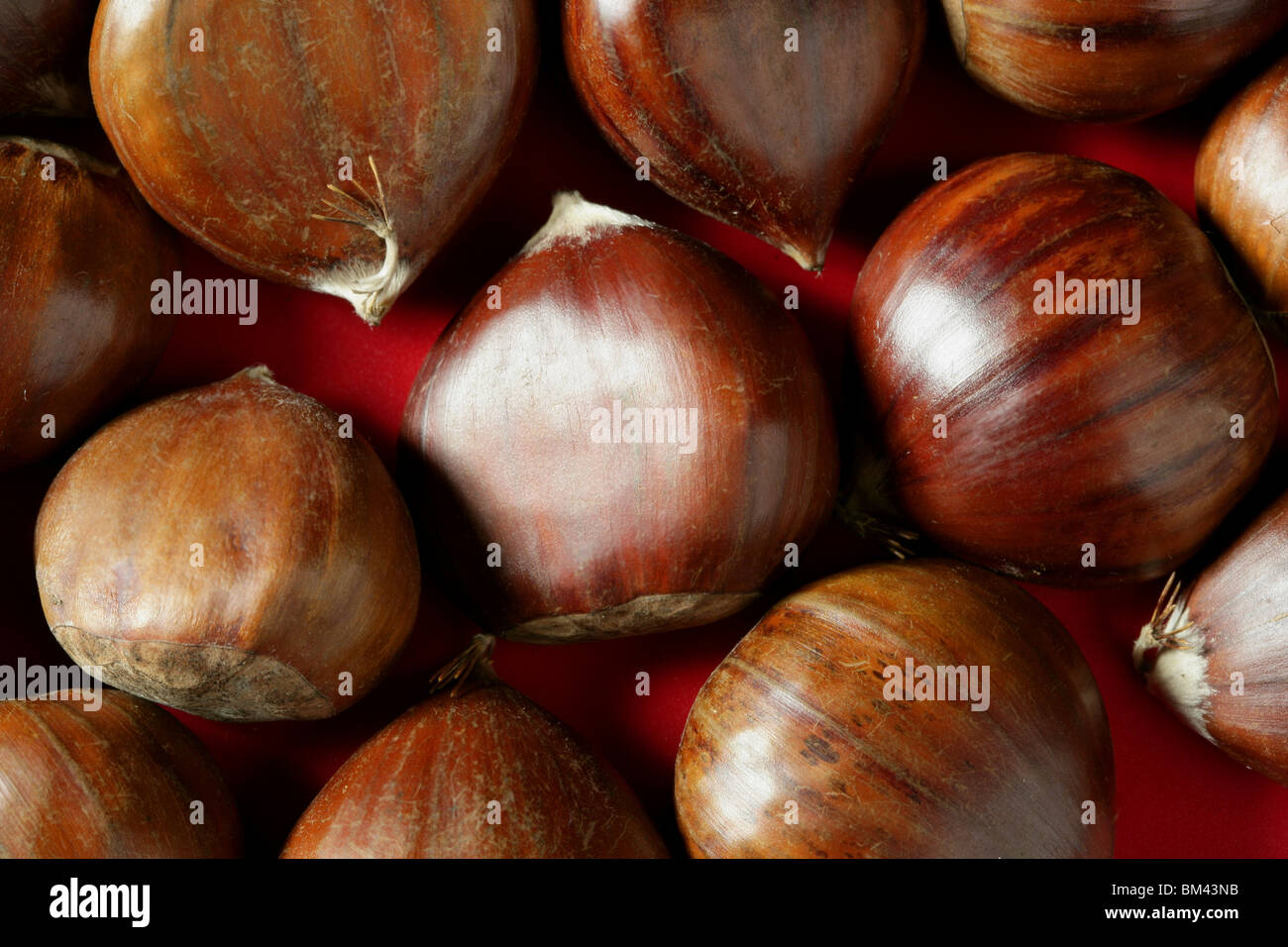 Chestnuts macro texture over red studio background Stock Photo - Alamy