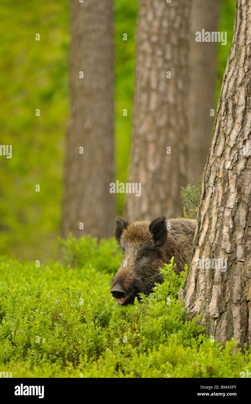 Wild Boar (Sus scrofa). Young male boar standing amongst Pine trees and ...