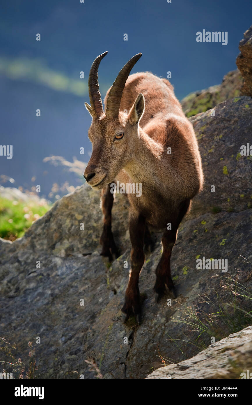 Ibex habitat hi-res stock photography and images - Alamy