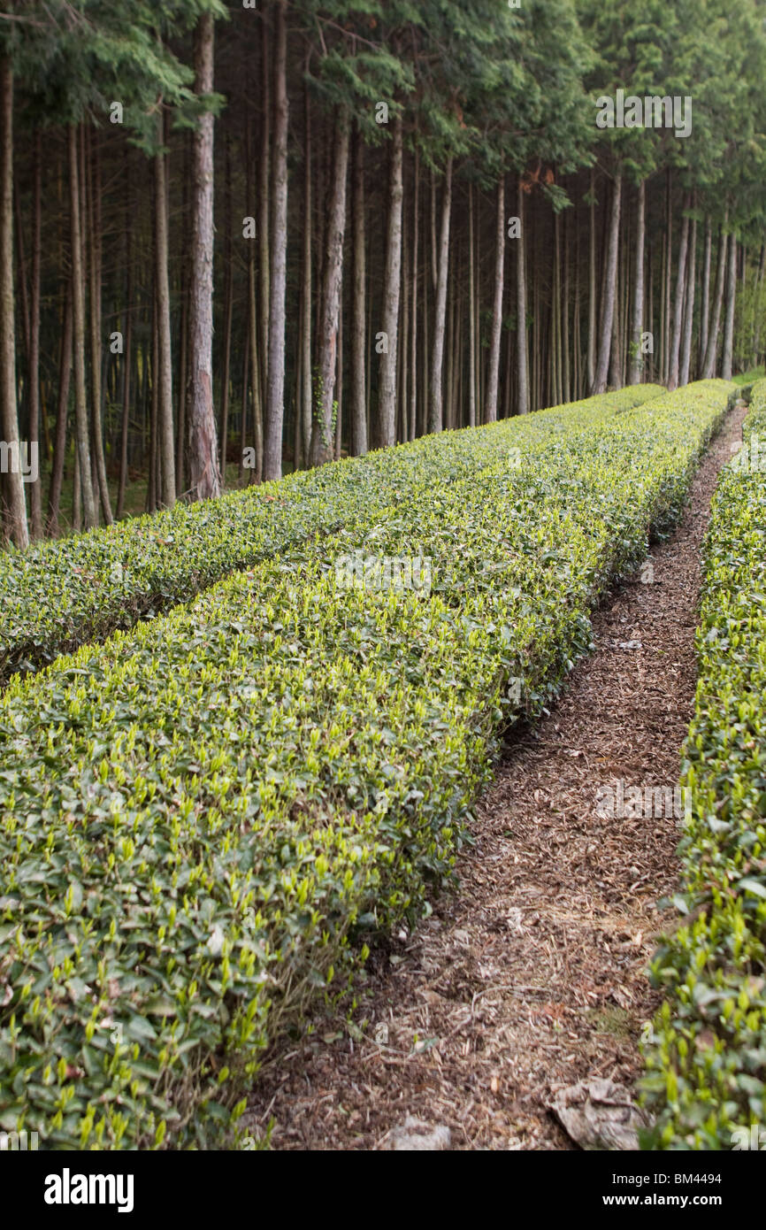 Japanese Green tea crop Stock Photo - Alamy