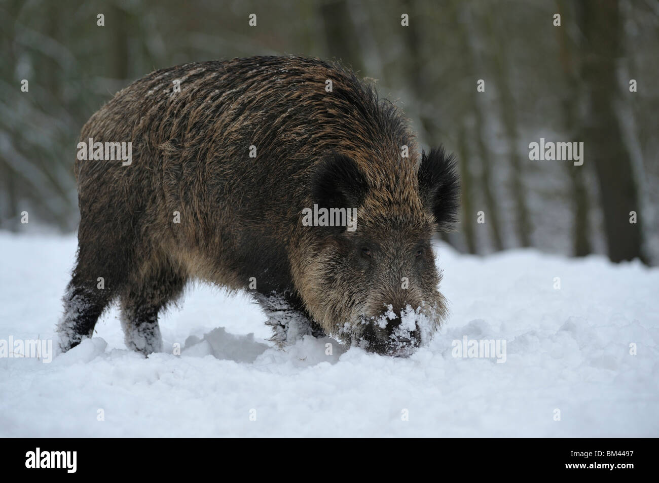 Adult female wild boar hi-res stock photography and images - Alamy