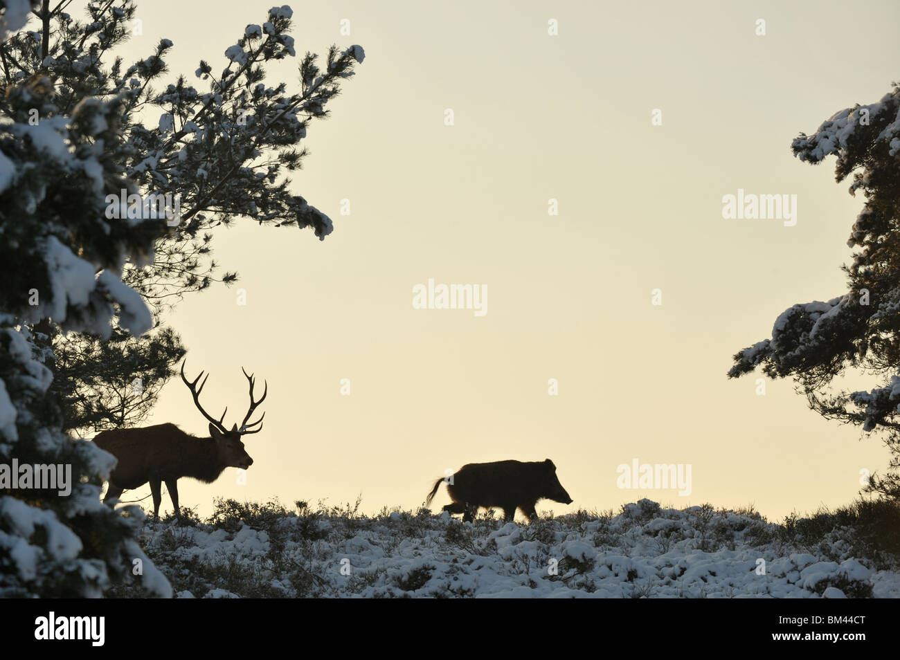 Red Deer (Cervus elaphus). Stag chasing a male wild boar, Netherlands ...